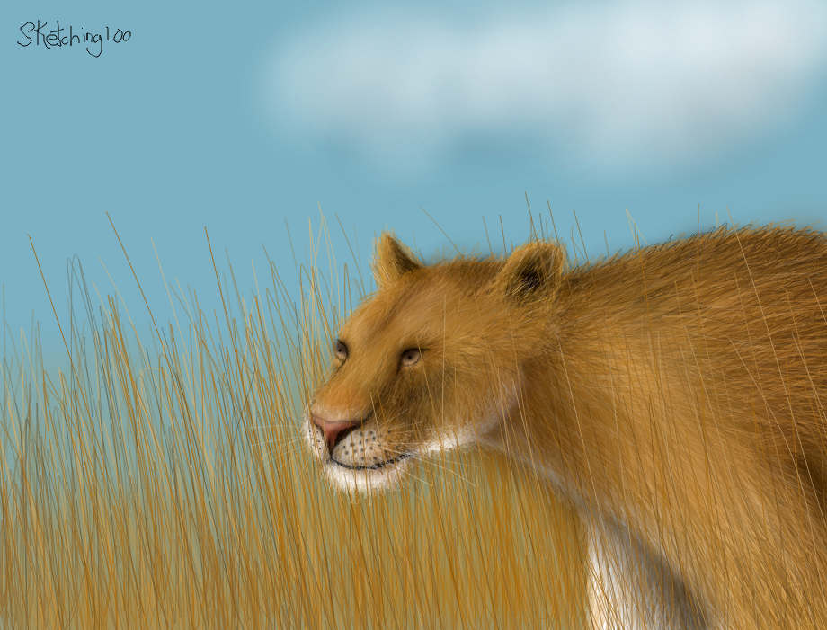 Lioness in the savannah by sketching100 on DeviantArt