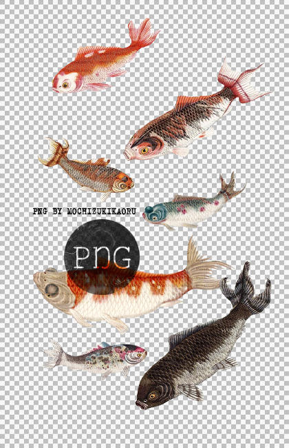 [mochizuki's] png 20110603 Carp by mochizukikaoru on DeviantArt