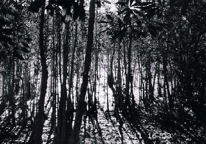 Never ending forest. by lipsoff on DeviantArt