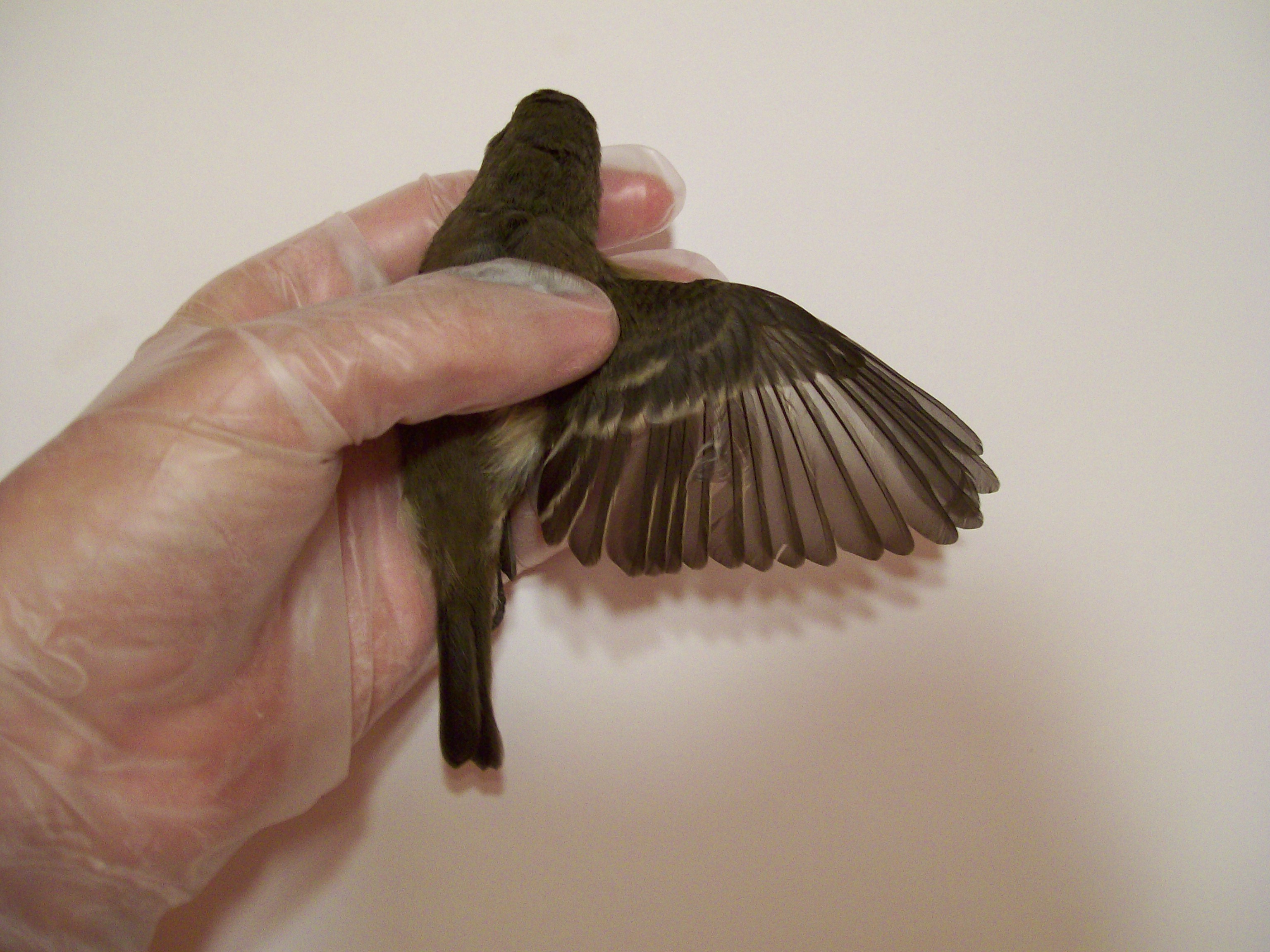 Bird References by chutkat on DeviantArt