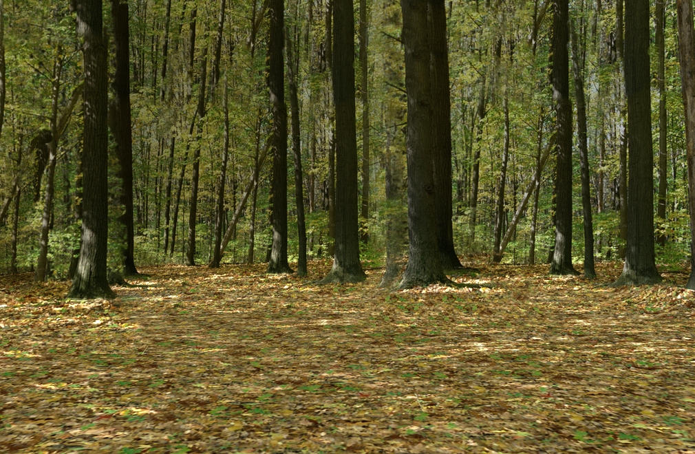 Forest Wallpaper by michaelsboost on DeviantArt