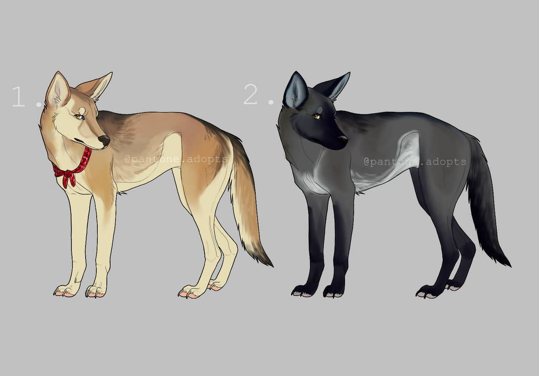 Free Coyote Adopts by etriers on DeviantArt