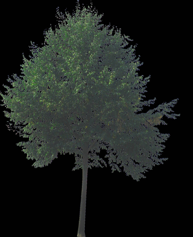 Arbol tutorial P.P. Tutoriales by PP-Tutoriales on DeviantArt