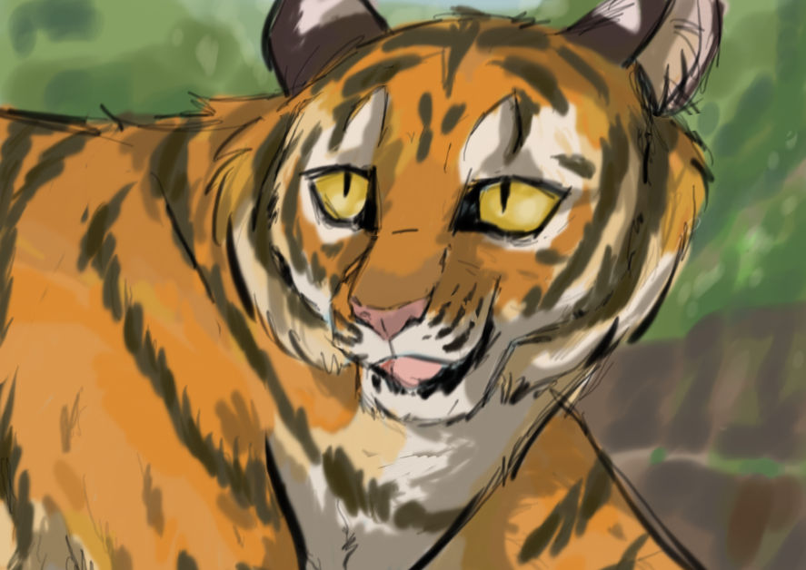 Tiger drawing by sunny5262 on DeviantArt