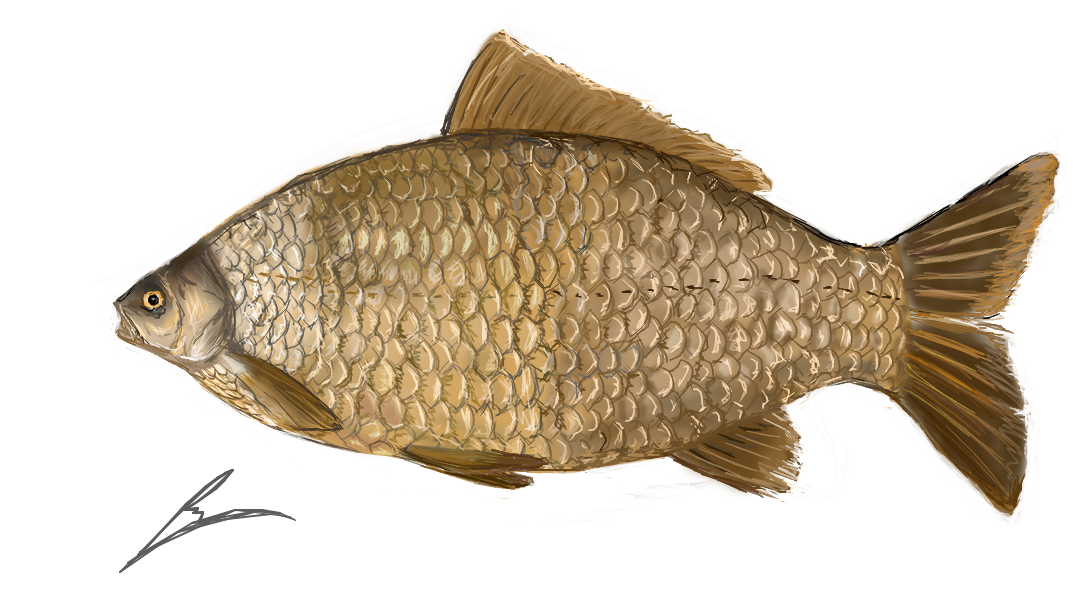 Crucian Carp by borockman on DeviantArt