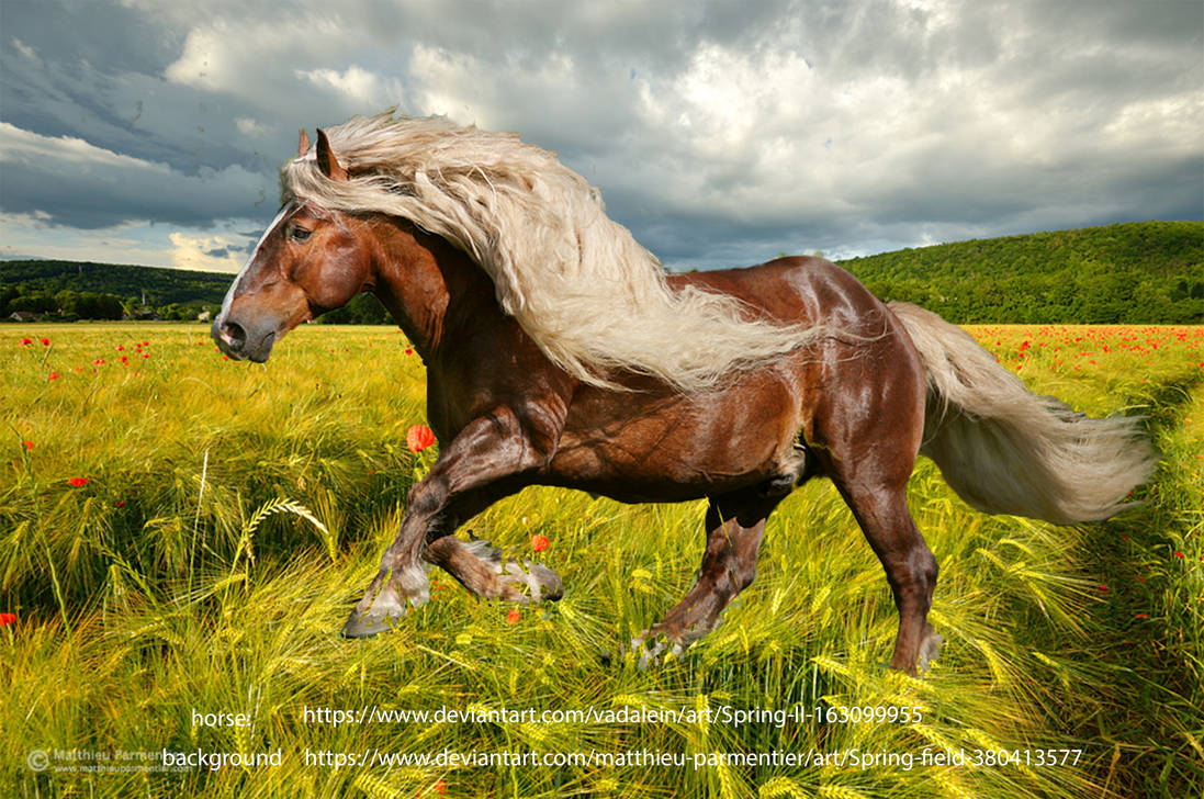 Flaxen Horse In Feild by Supertofutonight on DeviantArt