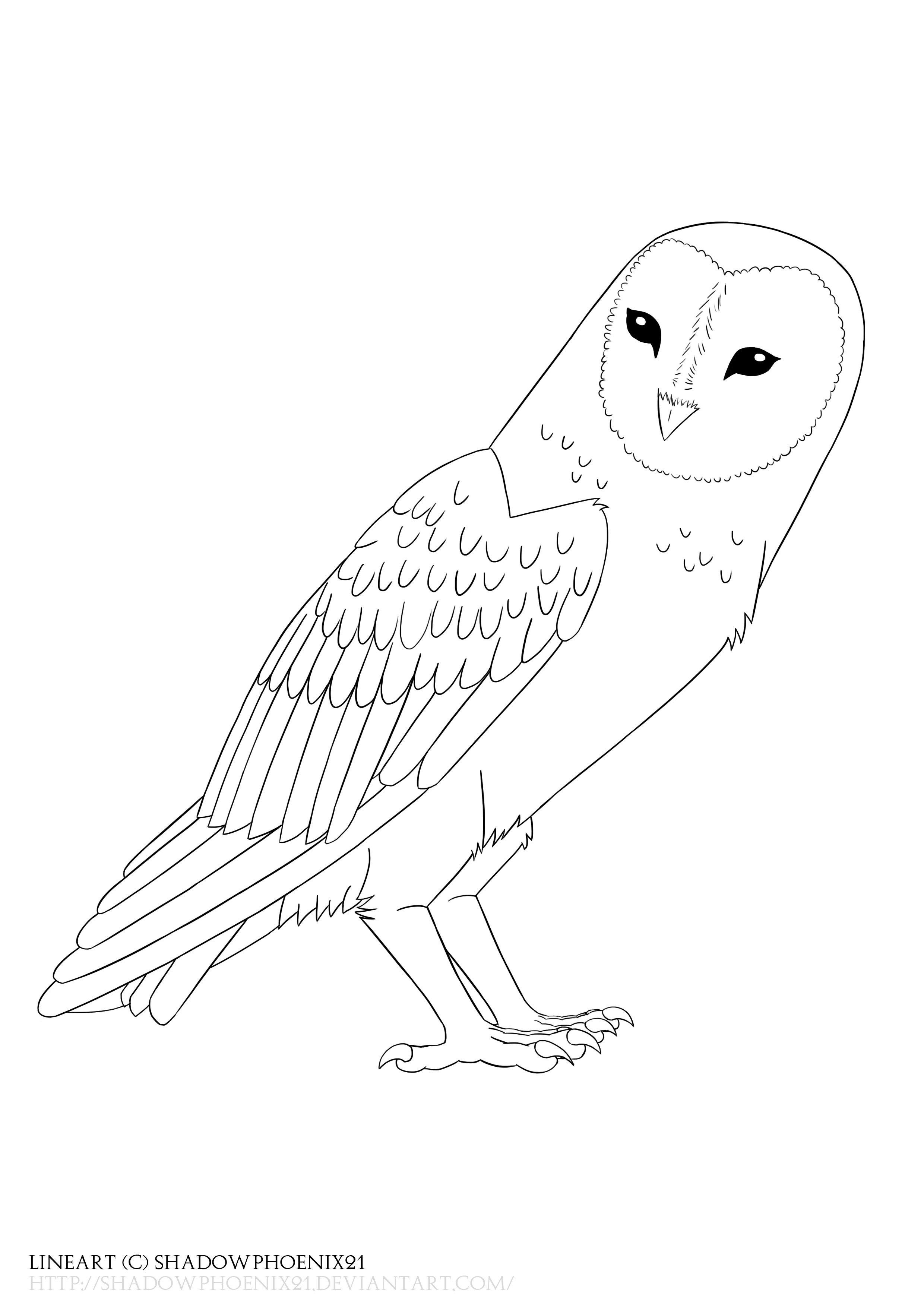 Barn Owl Line Drawing