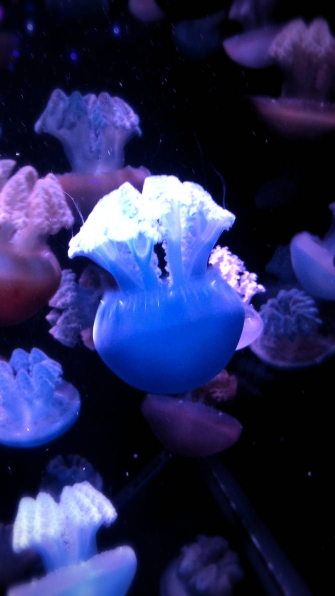 Blue little jellyfish Sonic.5 by Yulia2015 on DeviantArt