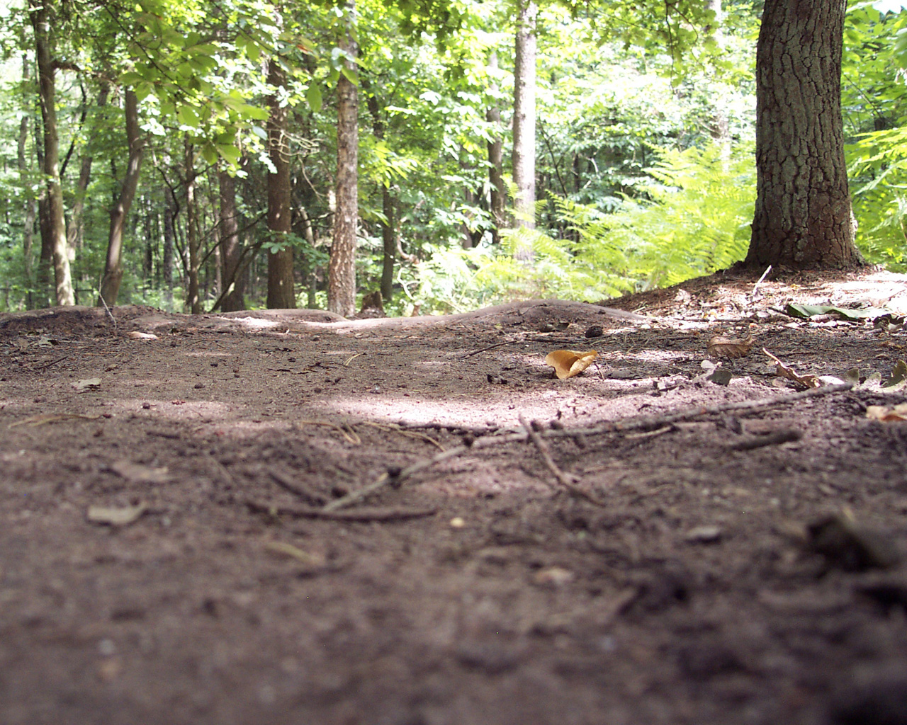 Forest Grounds by magm on DeviantArt