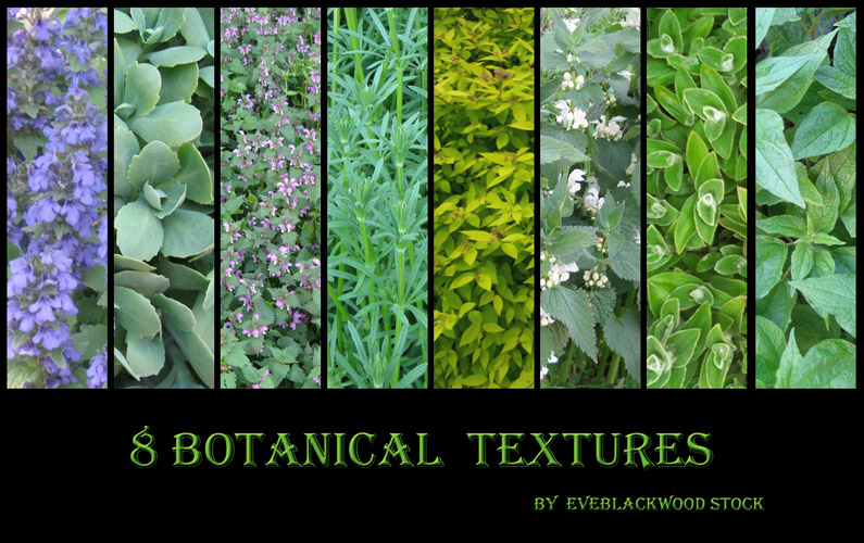 plant texture 2 by EveBlackwoodStock on DeviantArt