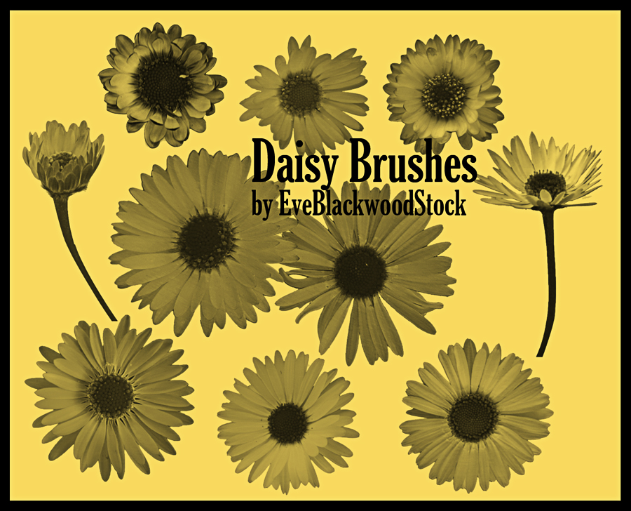Daisy Brush Set by EveBlackwoodStock on DeviantArt