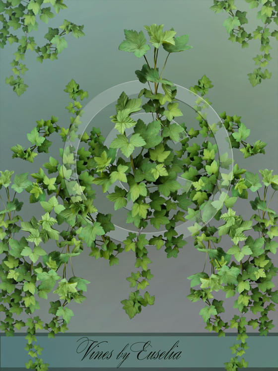 Vines - png-files by Euselia on DeviantArt