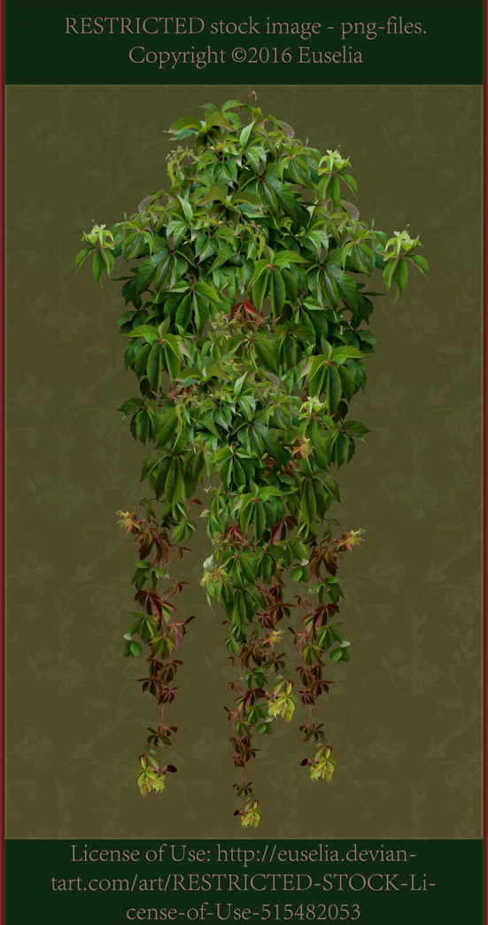 Vines-2 - png-files by Euselia on DeviantArt