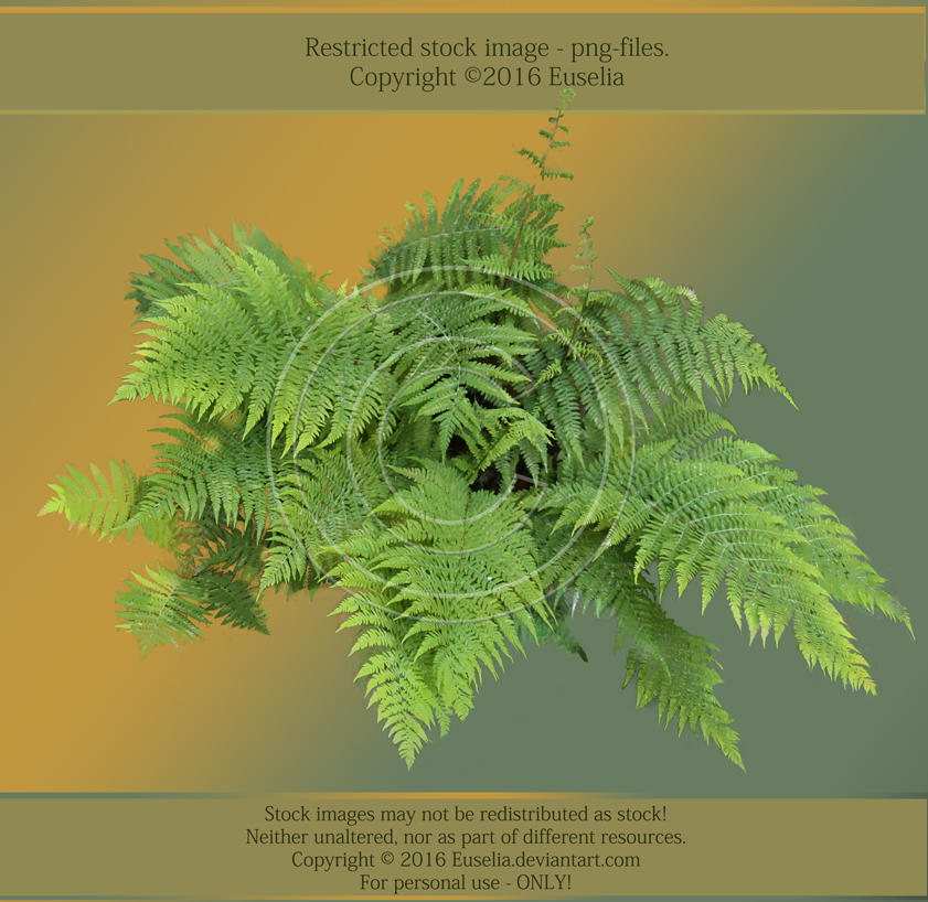 Stock img - Fern - png by Euselia on DeviantArt