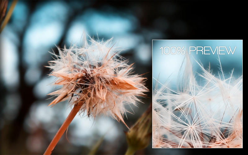 Dandelion Wallpaper by SimekOneLove on DeviantArt