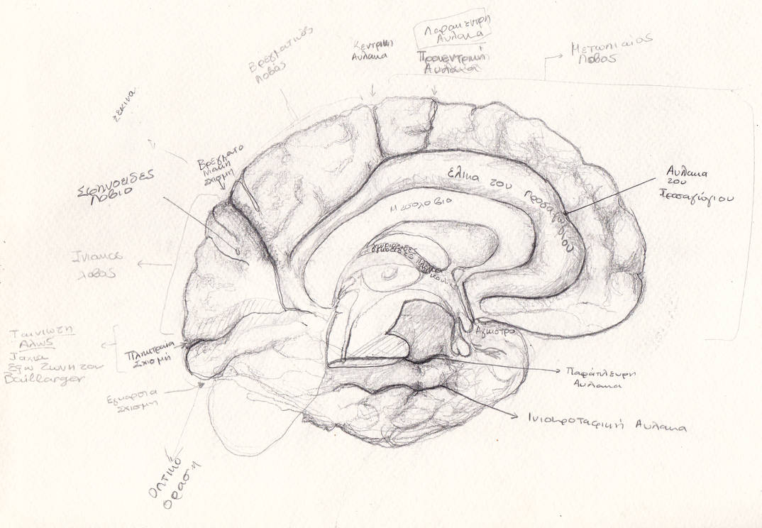 Brain - Medial View by Nikitas-Apollon on DeviantArt