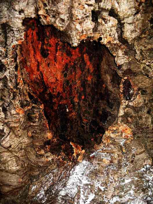 The Bleeding Trees by A-Bluebird-Death on DeviantArt