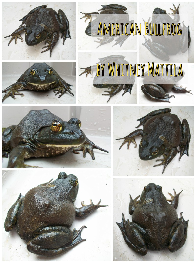 Bullfrog Collection by Tanyuuu on DeviantArt