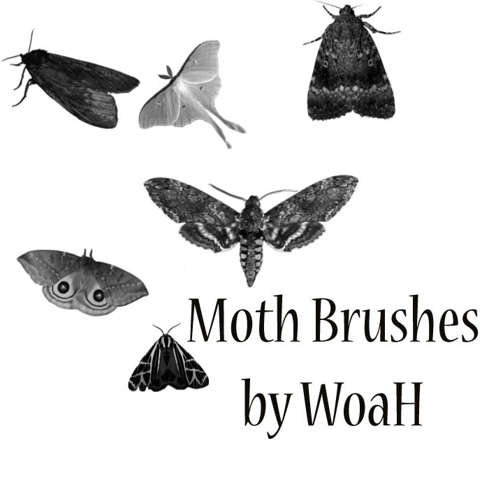 Moth Brushes by WingsOfAHero on DeviantArt