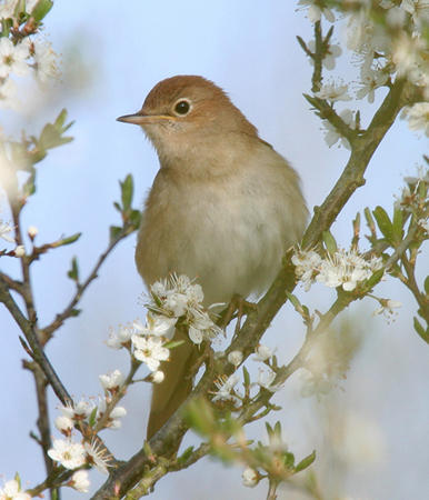Nightingale by NightShadeTears94 on DeviantArt