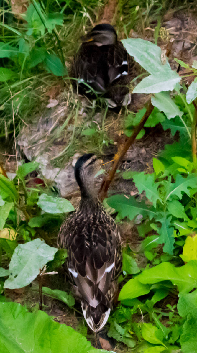 Duck 12 by Alphasnivylove on DeviantArt