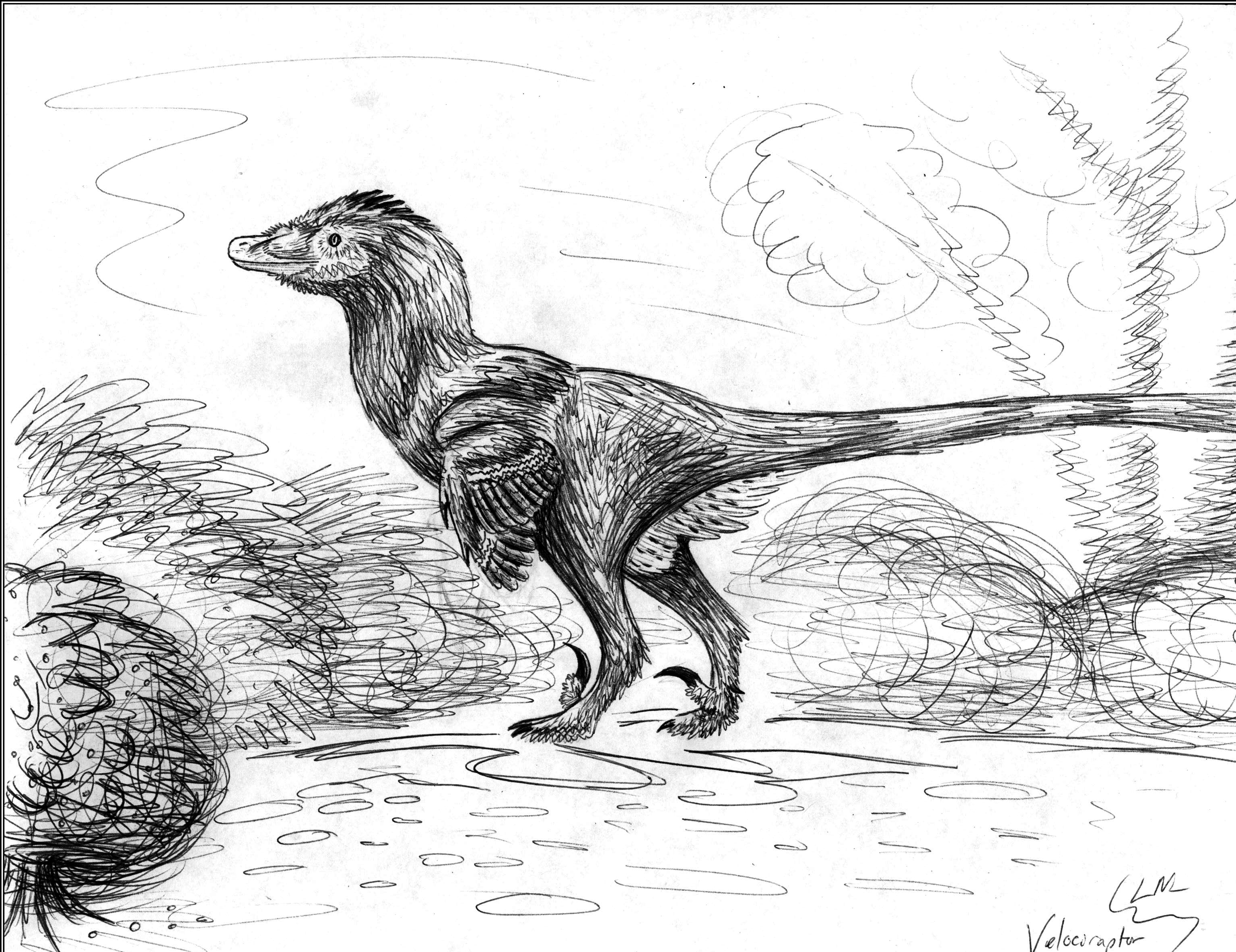 Velociraptor Outline