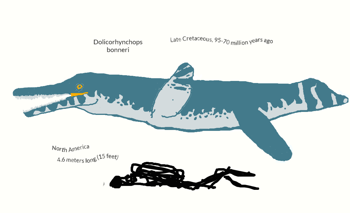 Dolicorhynchops bonneri by MakairodonX on DeviantArt
