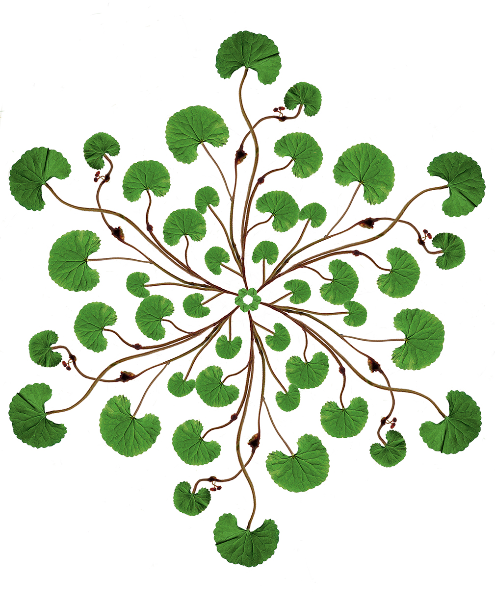 Aveda Leaf Logo