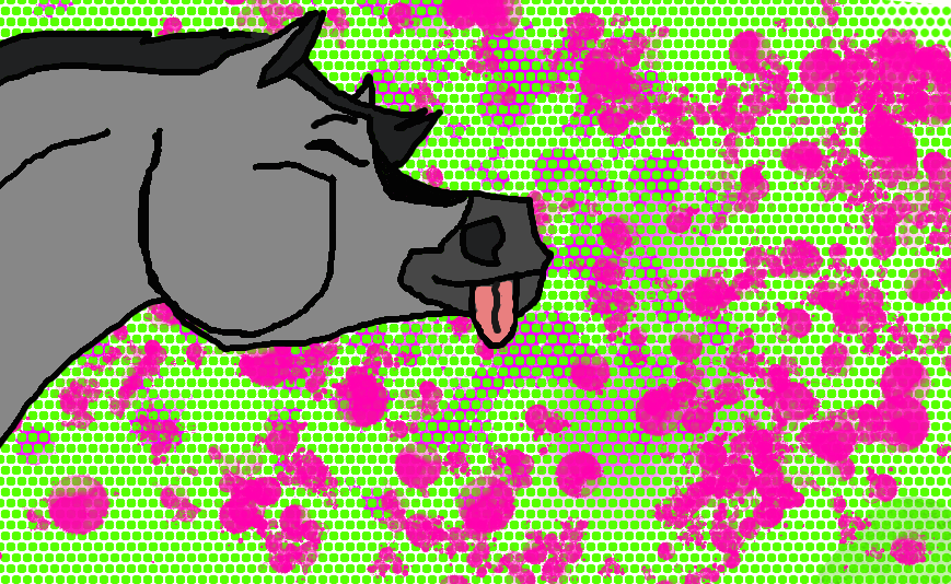 shylow the arabian by gracecountry on DeviantArt