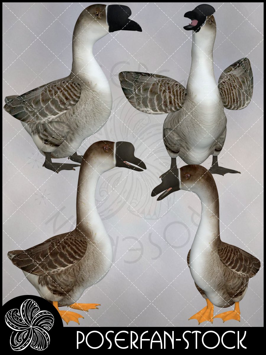 Goose 001 by poserfan-stock on DeviantArt
