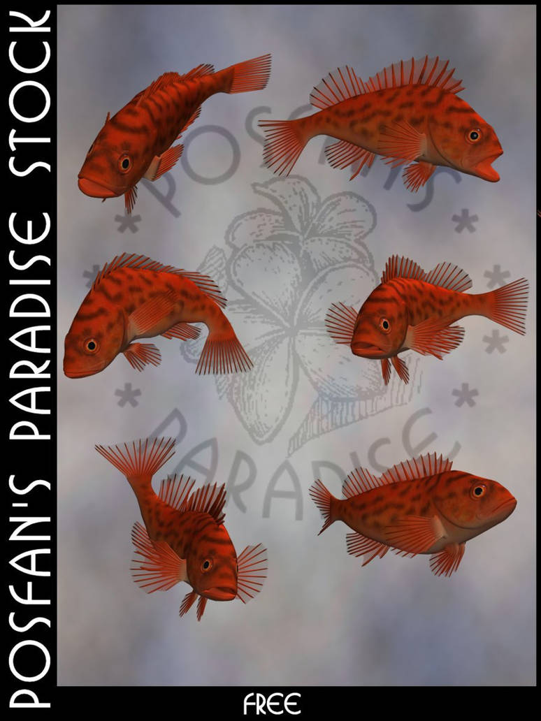 Animals 096 Pacific Rockfish by poserfan-stock on DeviantArt