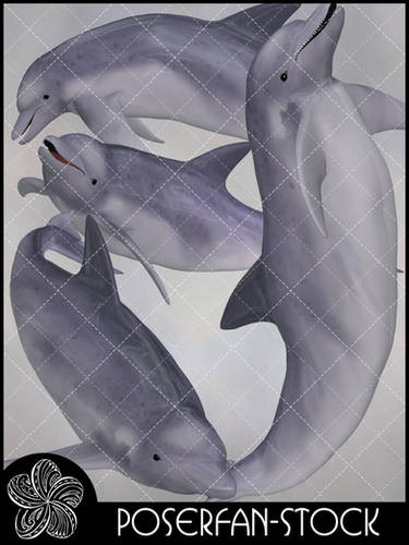 The Dolphin show 66 by Azkin on DeviantArt