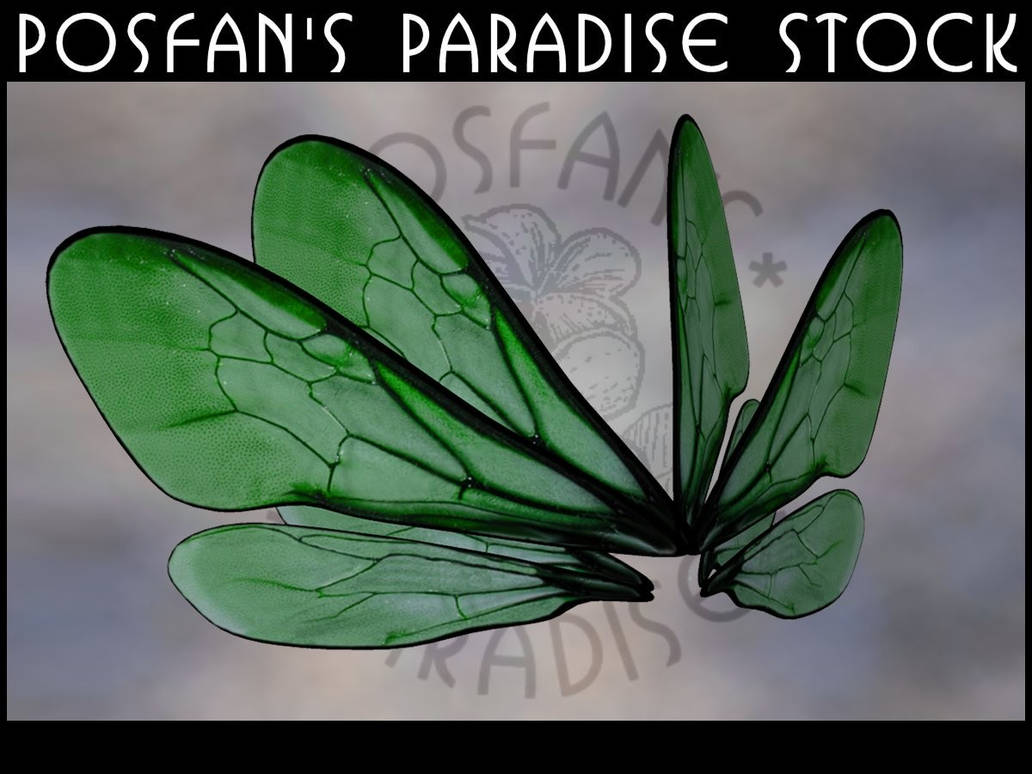 Bug Wings 004 by poserfan-stock on DeviantArt