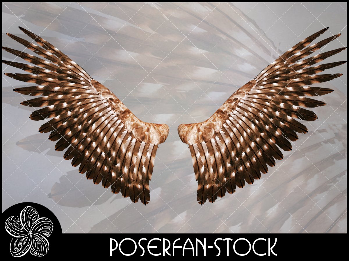 Hawk Wings by poserfan-stock on DeviantArt