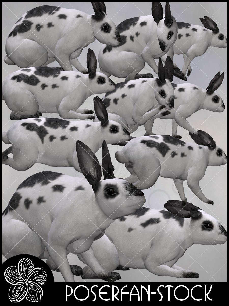 Spotted Domestic Rabbit by poserfan-stock on DeviantArt