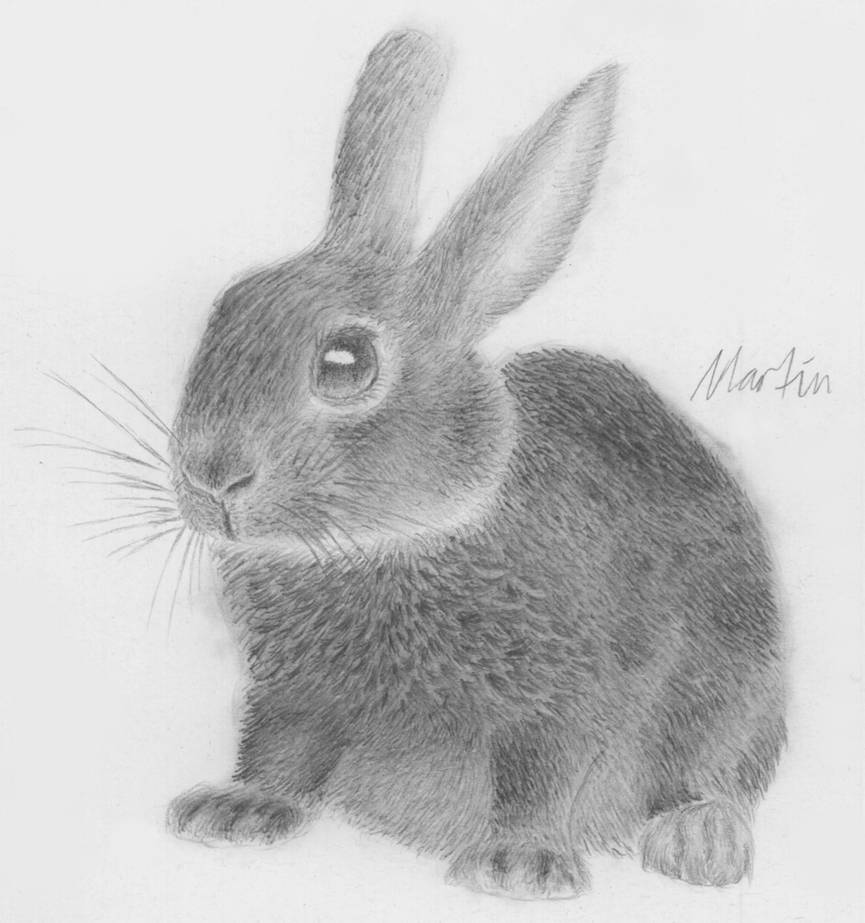 Kaninchen by MartinGn on DeviantArt