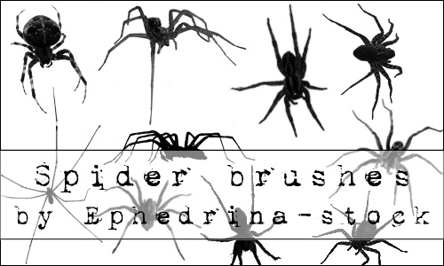 Spider brushes by ephedrina-stock on DeviantArt