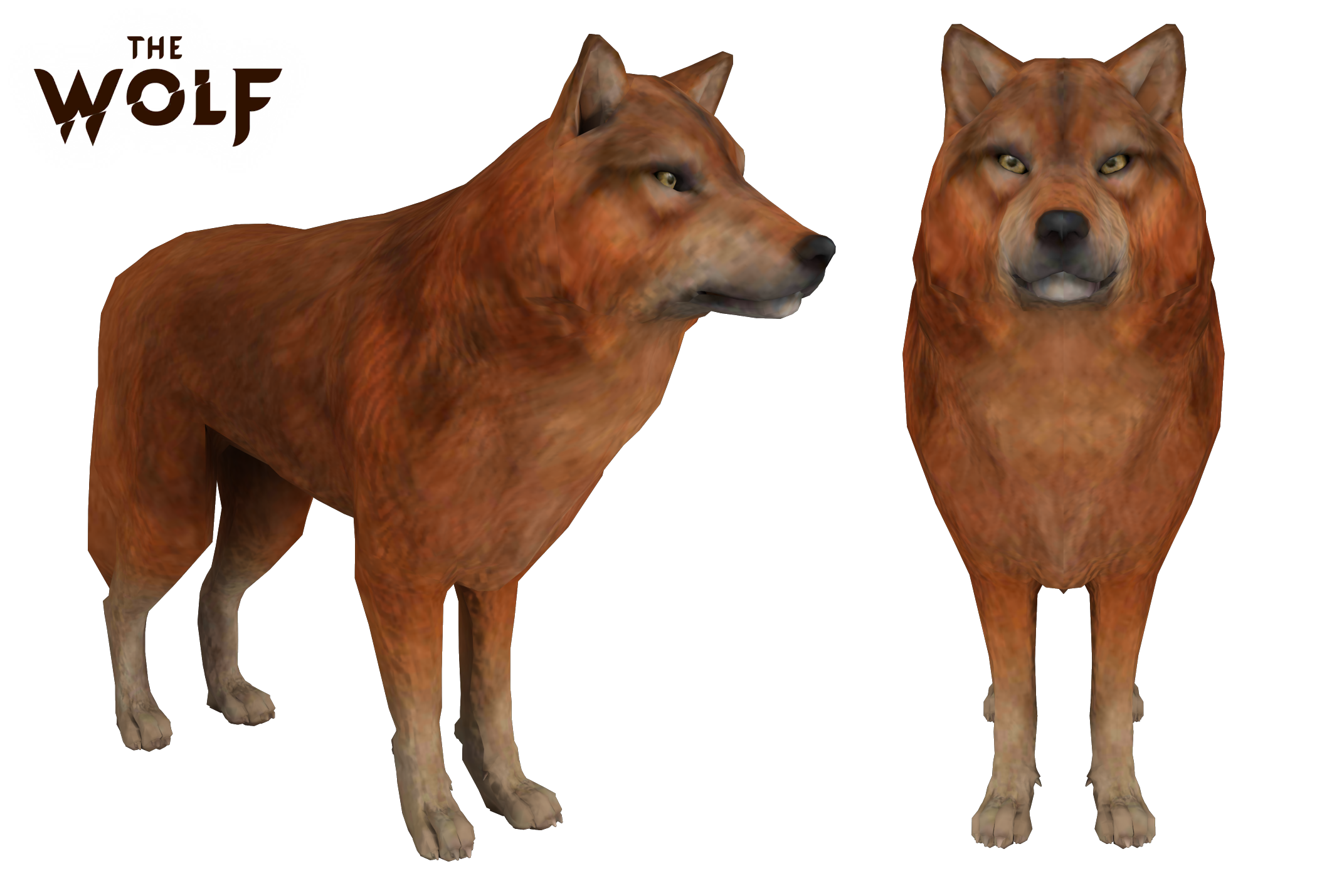 The Wolf: Dhole Wolf by Maxdemon6 on DeviantArt