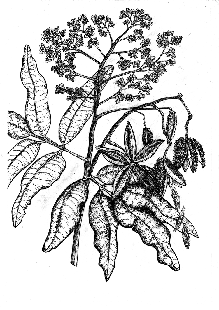 Flindersia bennettiana by coastdude on DeviantArt