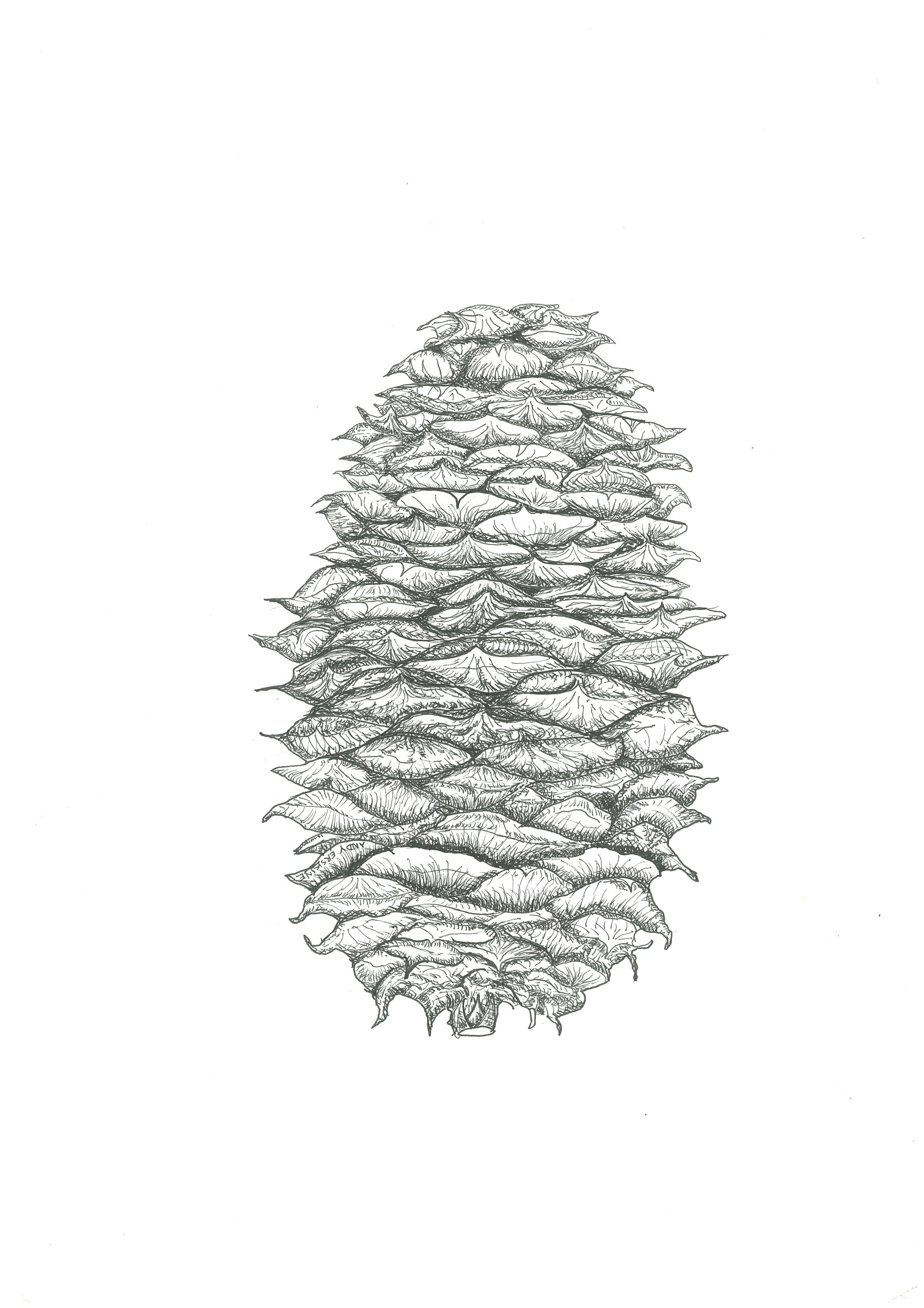 Bunya Nut by coastdude on DeviantArt