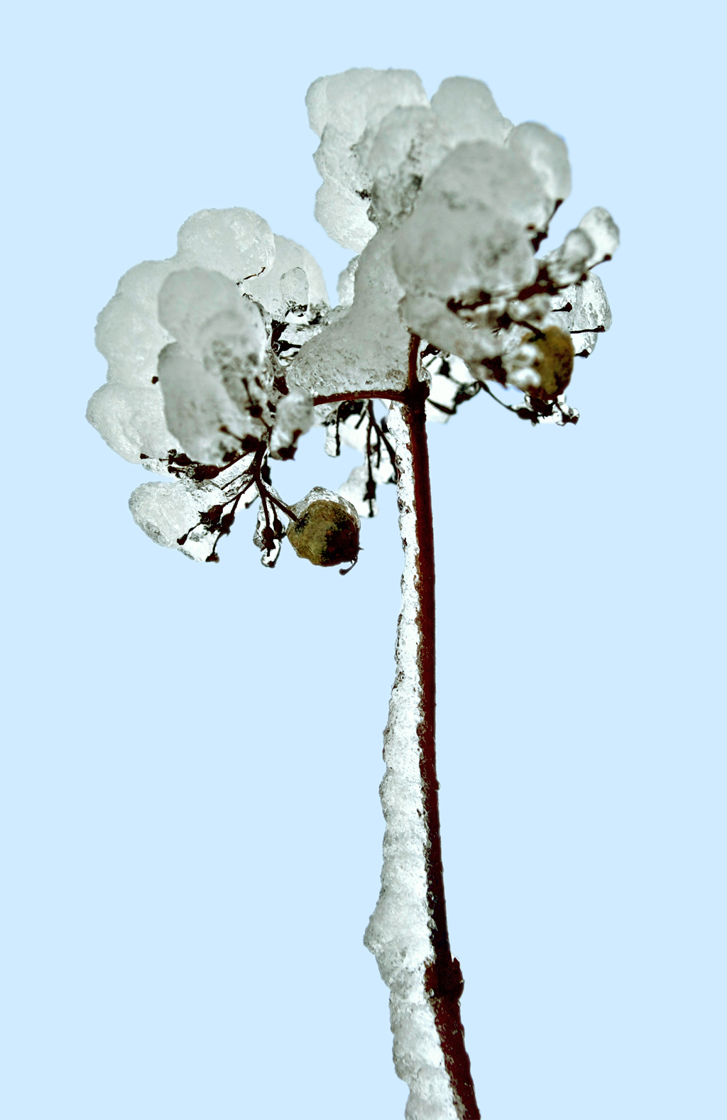 Frosti 2 by iamthelizardqueen on DeviantArt