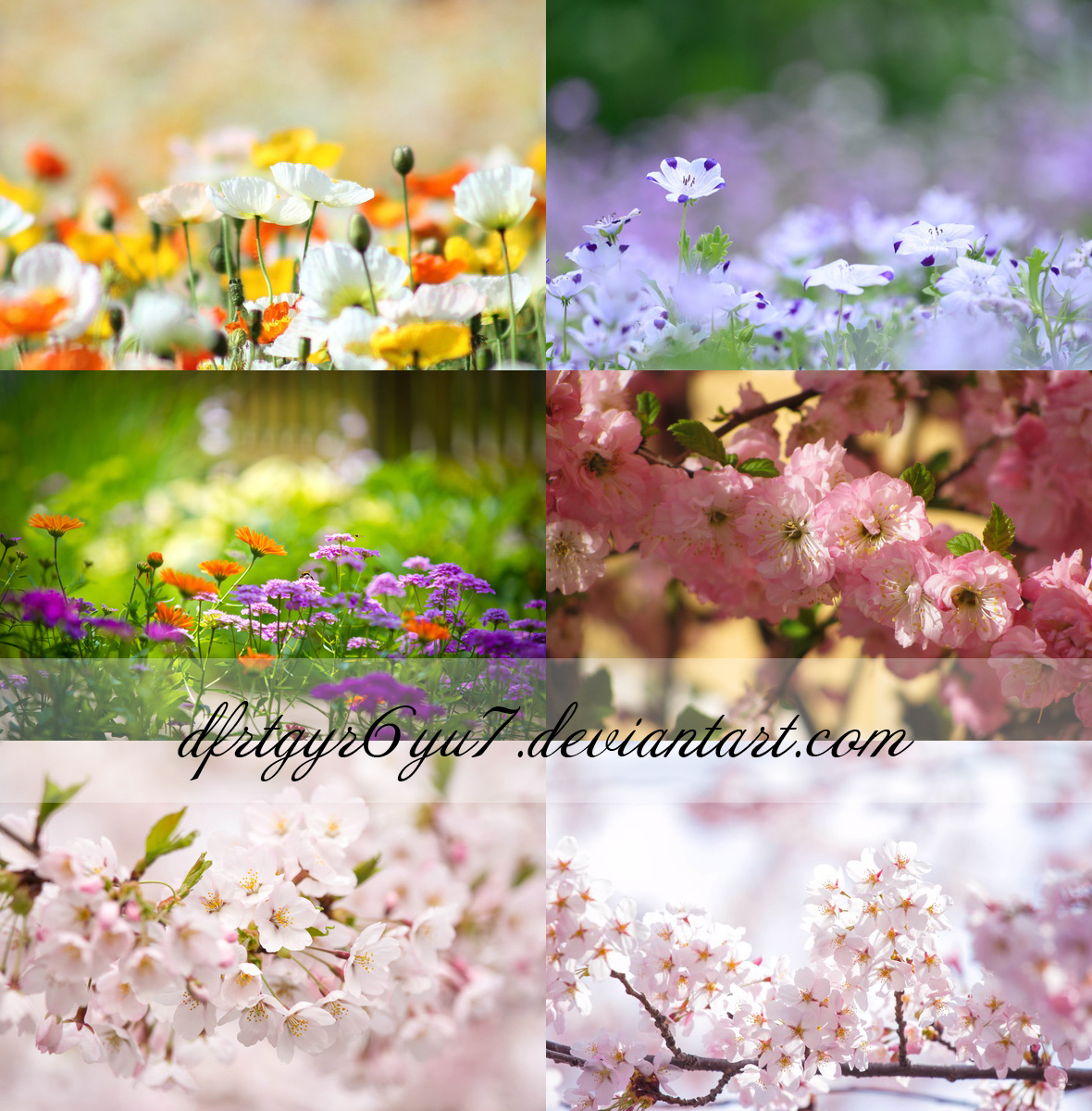 Pack flowers stock-2 by dfrtgyr6yu7 on DeviantArt