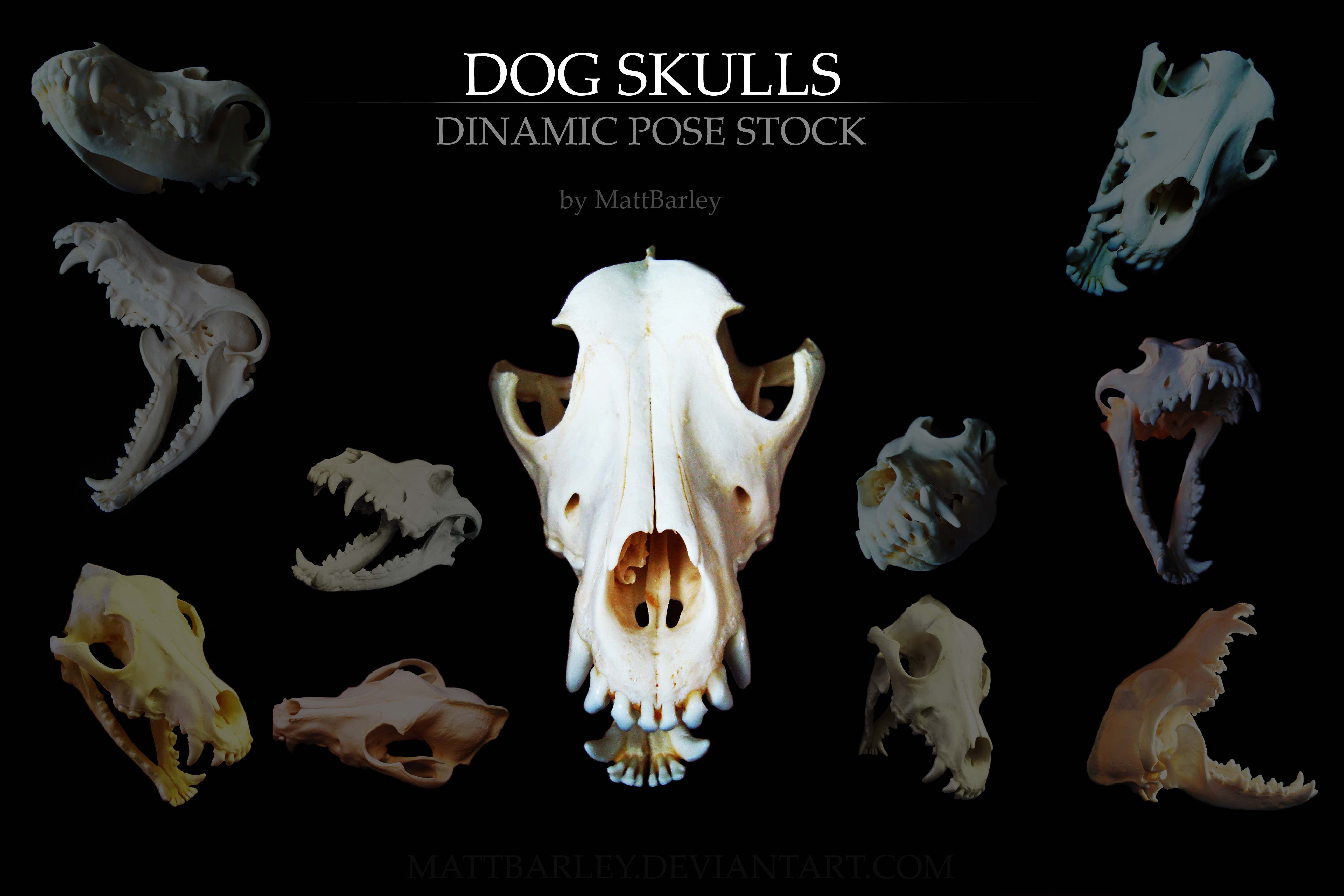 Dog Skulls Stock By MattBarley On DeviantArt