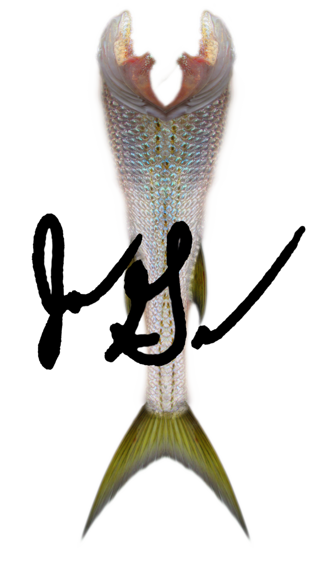 Mermaid Tail 1 by Savage-Parrot on DeviantArt