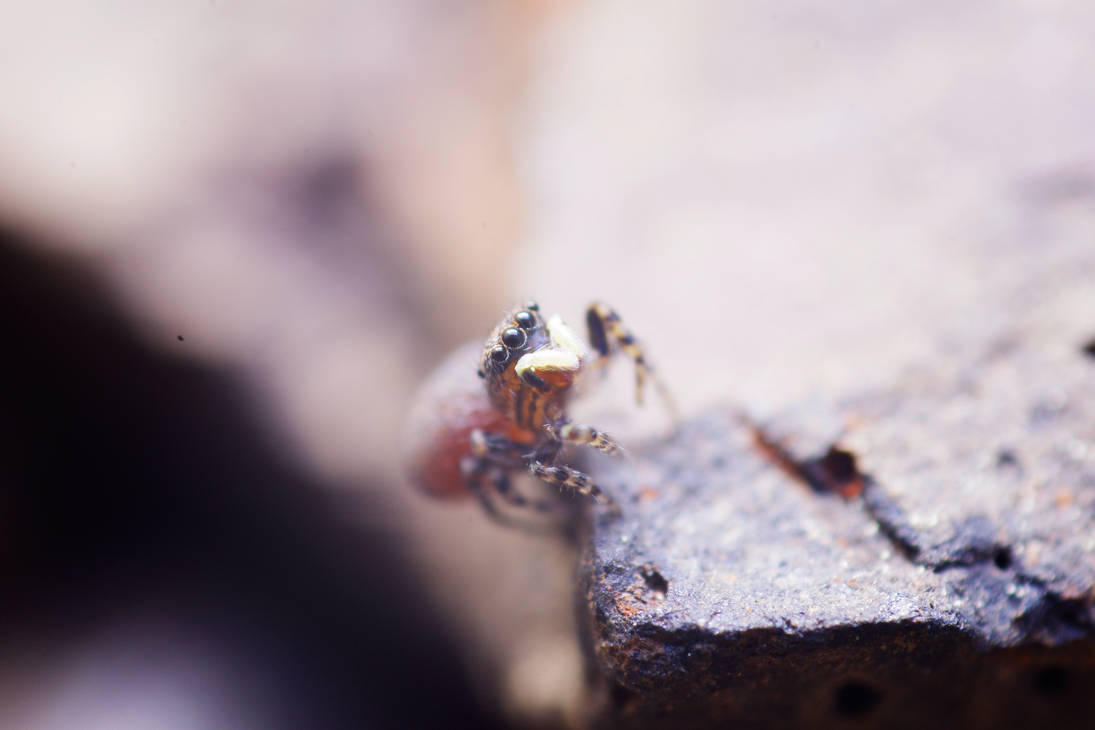 very tiny jumping spider by idratherbeafish on DeviantArt