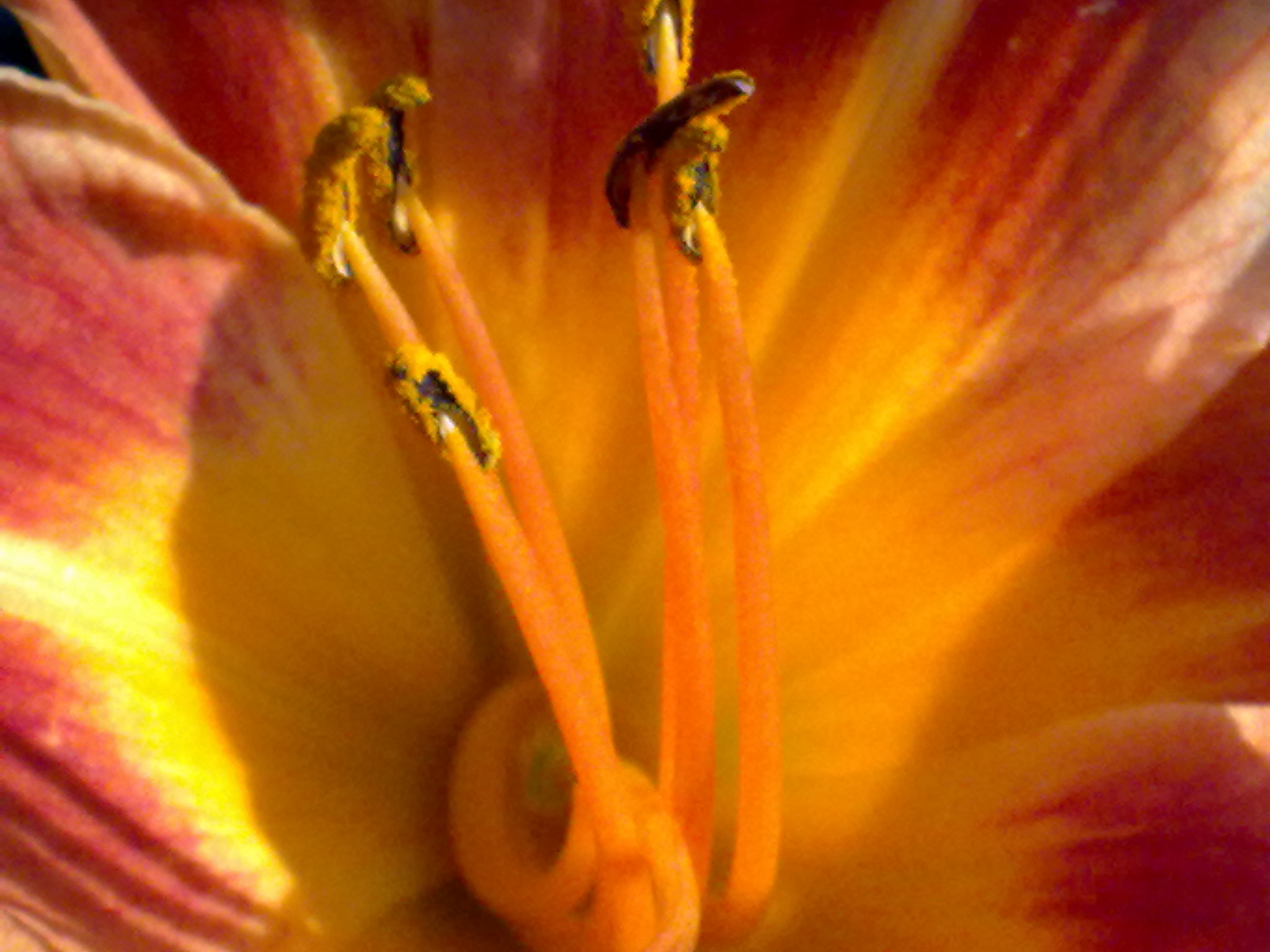 Macro pack by Djfragas on DeviantArt