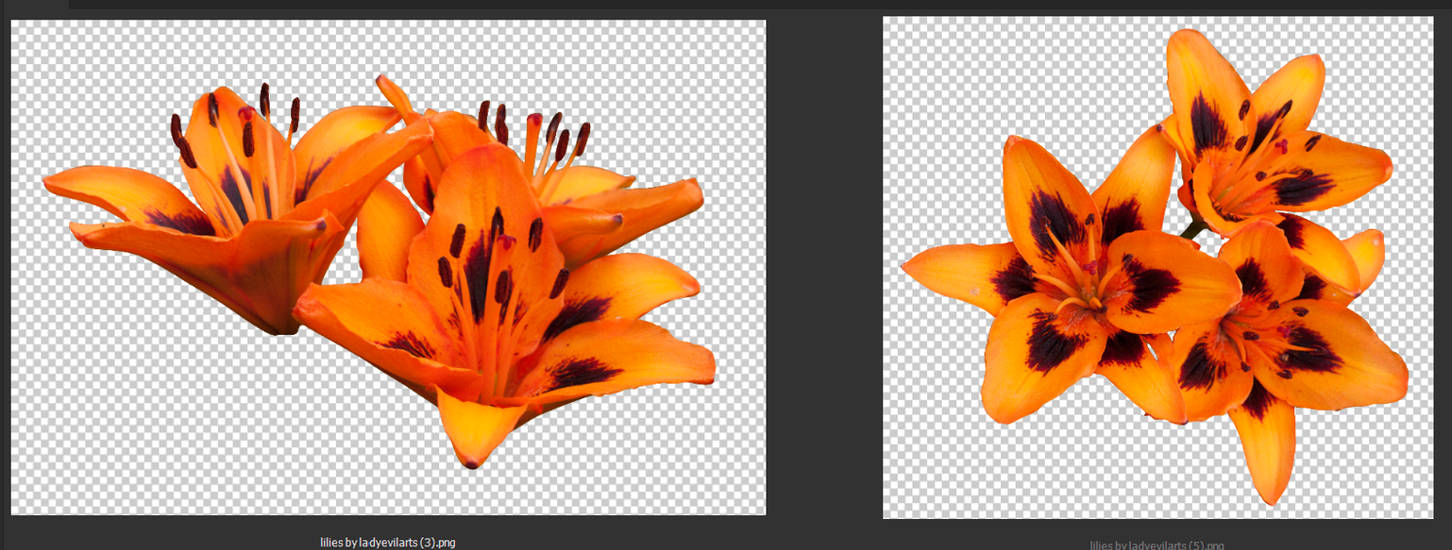 Orange Lilies cut out by ManicHysteriaStock on DeviantArt