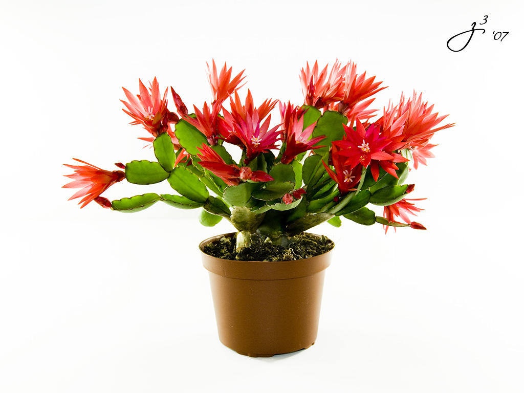 Rouge_wallpaper by Zeta3 on DeviantArt