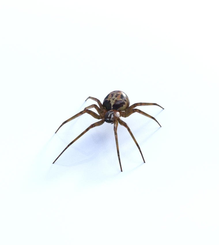 False Widow Spider Freebie By Dazinbane On Deviantart