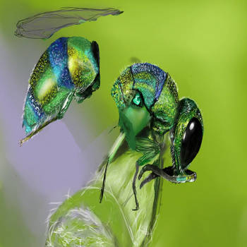 Explore the Best Wasp Art | DeviantArt